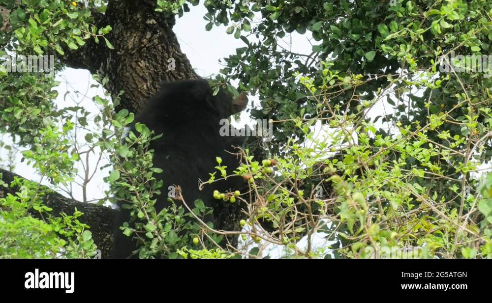 Black bear up the tree Stock Videos & Footage - HD and 4K Video Clips ...