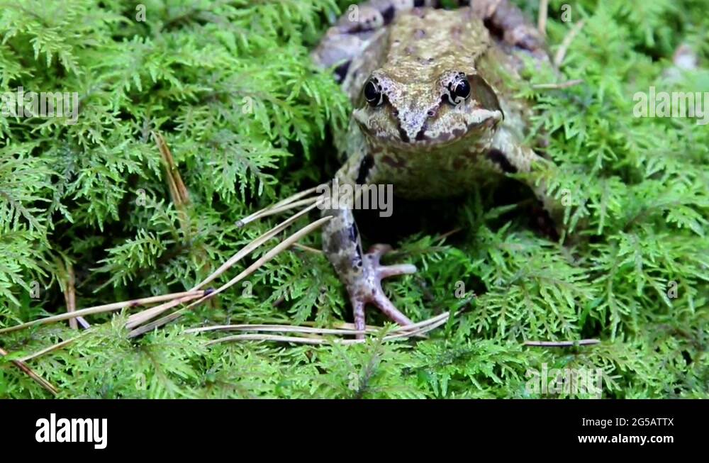 Native frog Stock Videos & Footage - HD and 4K Video Clips - Alamy