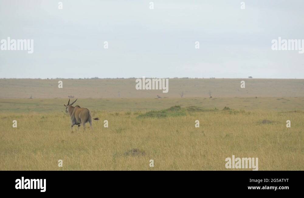 Eland walking Stock Videos & Footage - HD and 4K Video Clips - Alamy