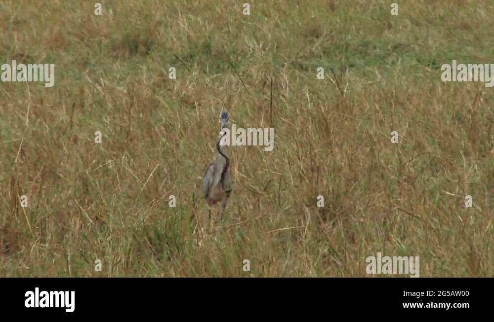 Snake in beak Stock Videos & Footage - HD and 4K Video Clips - Alamy
