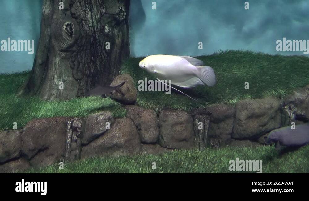 Fish on sea Stock Videos & Footage - HD and 4K Video Clips - Alamy