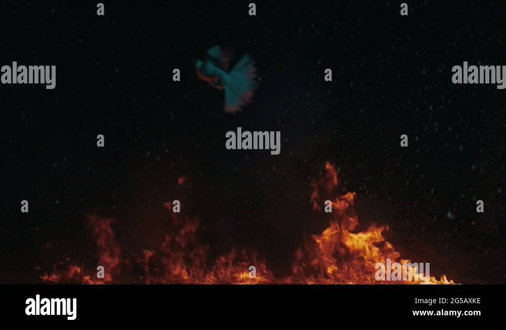 Flying doves over fire flames. Fire flames on dark background Stock ...