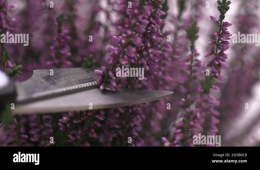 Heather cutting Stock Videos & Footage - HD and 4K Video Clips - Alamy