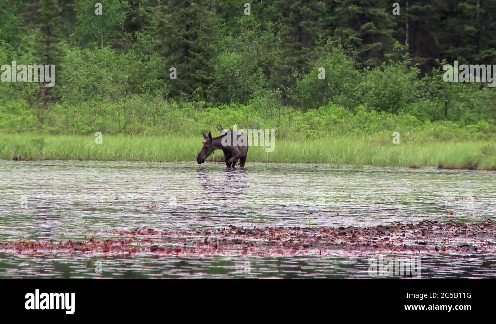 Moose lake state park Stock Videos & Footage - HD and 4K Video Clips ...
