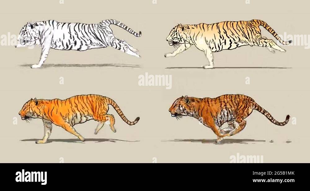 Cartoon tiger running. Animation cyclical and contains an alpha channel ...