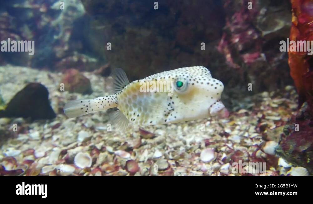 Puffer aquarium Stock Videos & Footage - HD and 4K Video Clips - Alamy