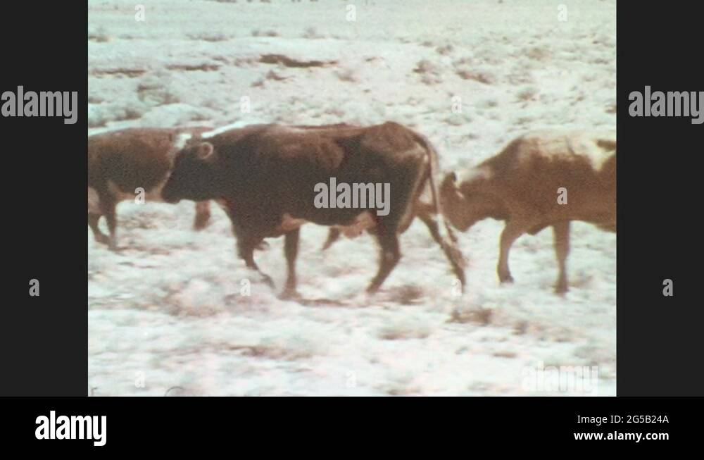 1970s cattle Stock Videos & Footage - HD and 4K Video Clips - Alamy