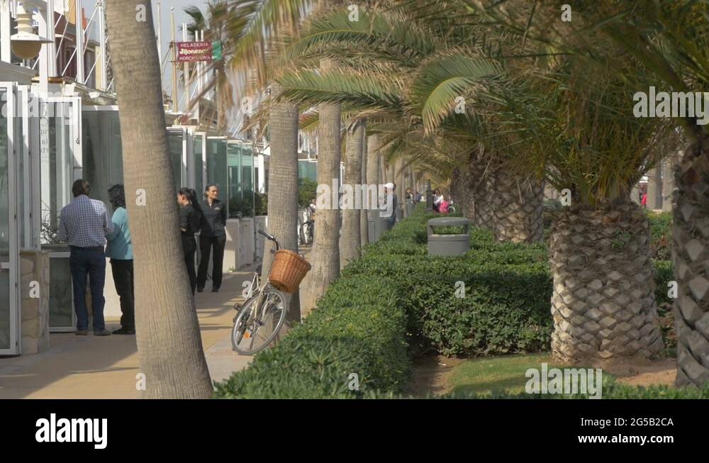 Hedge palm trees Stock Videos & Footage - HD and 4K Video Clips - Alamy