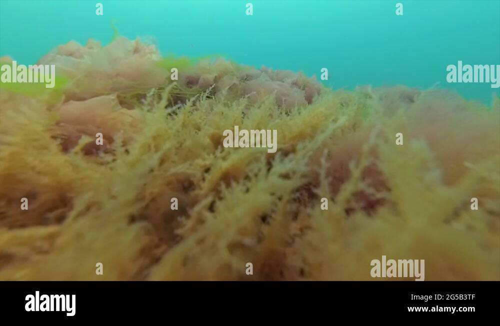 Hydroid polyps Obelia on stones in the Black Sea Stock Video Footage ...