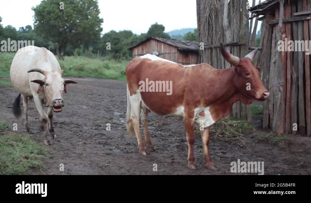 Farm barn africa Stock Videos & Footage - HD and 4K Video Clips - Alamy