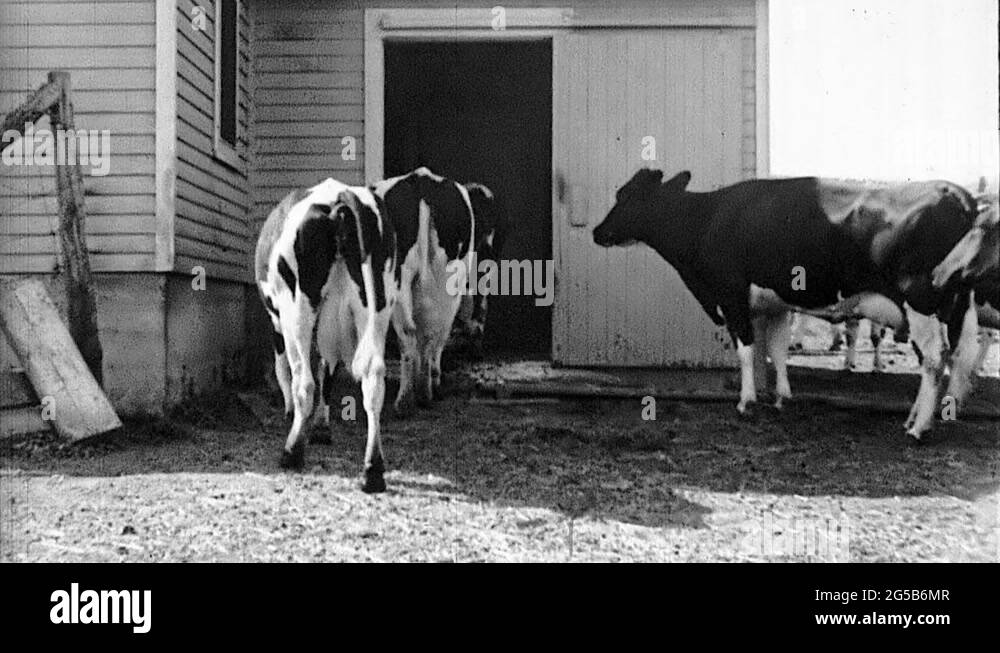 1940s Herd of Dairy Cows Farm Cattle Livestock Barn Vintage Film Home ...