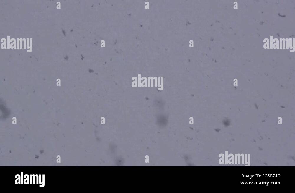 Flakes of snow Stock Videos & Footage - HD and 4K Video Clips - Alamy