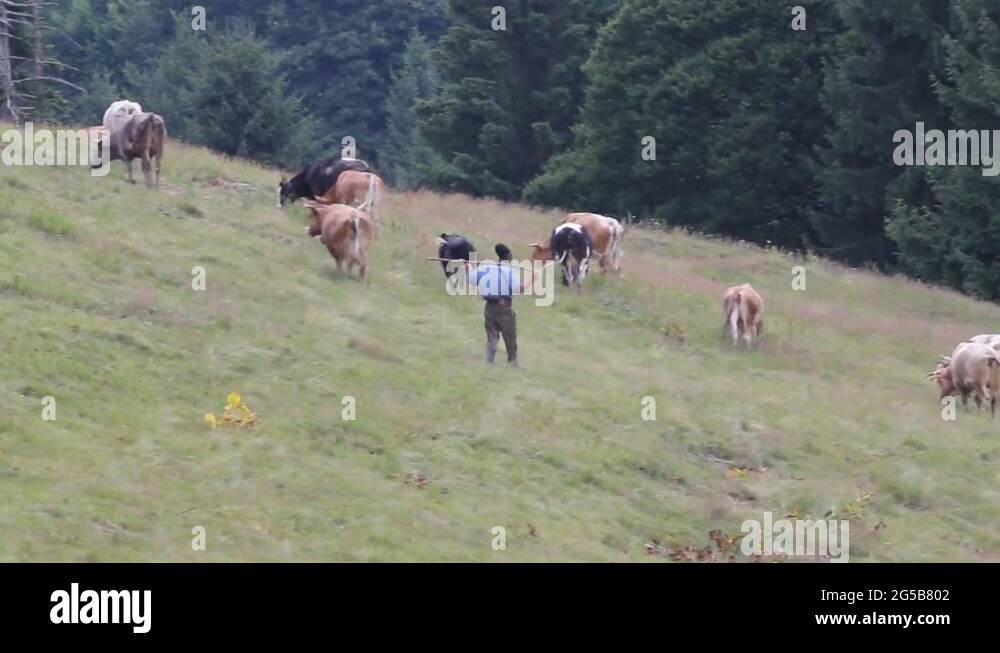 Cowboy with cows Stock Videos & Footage - HD and 4K Video Clips - Alamy
