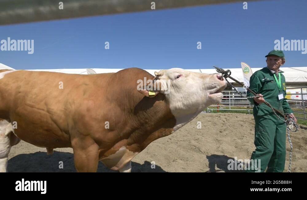 Simmental bull Stock Videos & Footage - HD and 4K Video Clips - Alamy