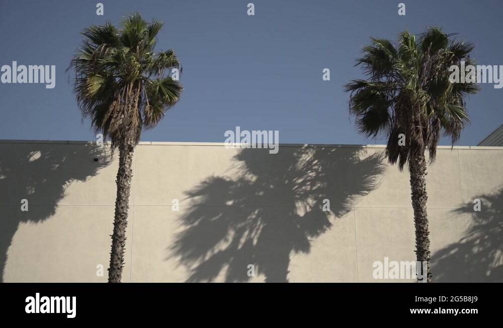 Palm wall Stock Videos & Footage - HD and 4K Video Clips - Alamy