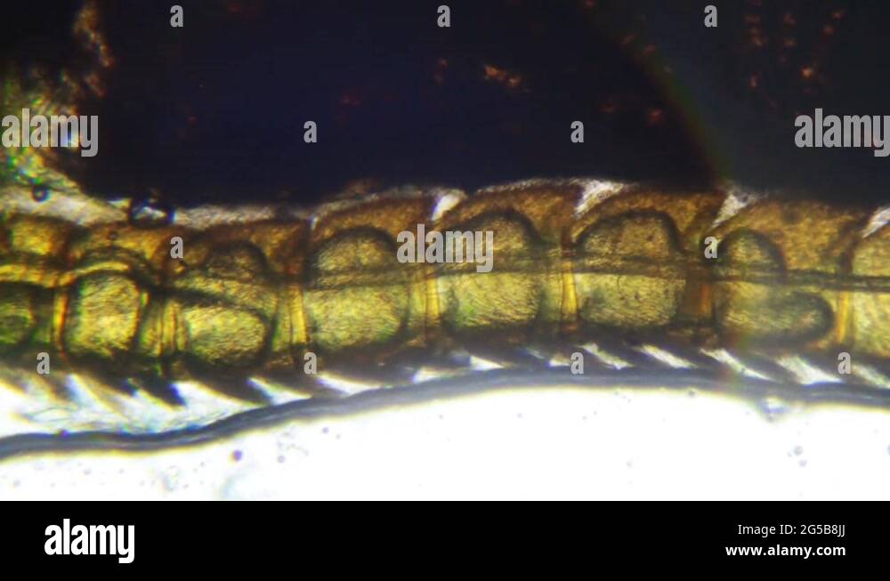 Insect antenna Stock Videos & Footage - HD and 4K Video Clips - Alamy