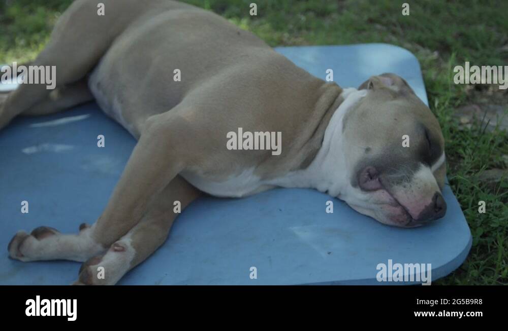 Pit Bull Puppy Sleeping In Yard 1 Stock Video Footage - Alamy