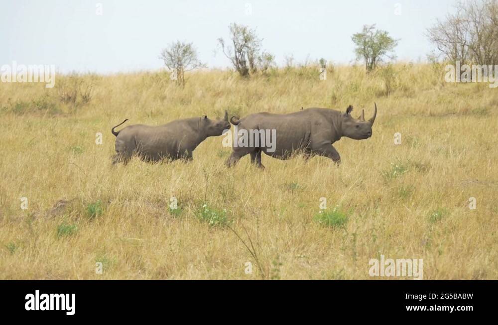 Running rhinoceros Stock Videos & Footage - HD and 4K Video Clips - Alamy