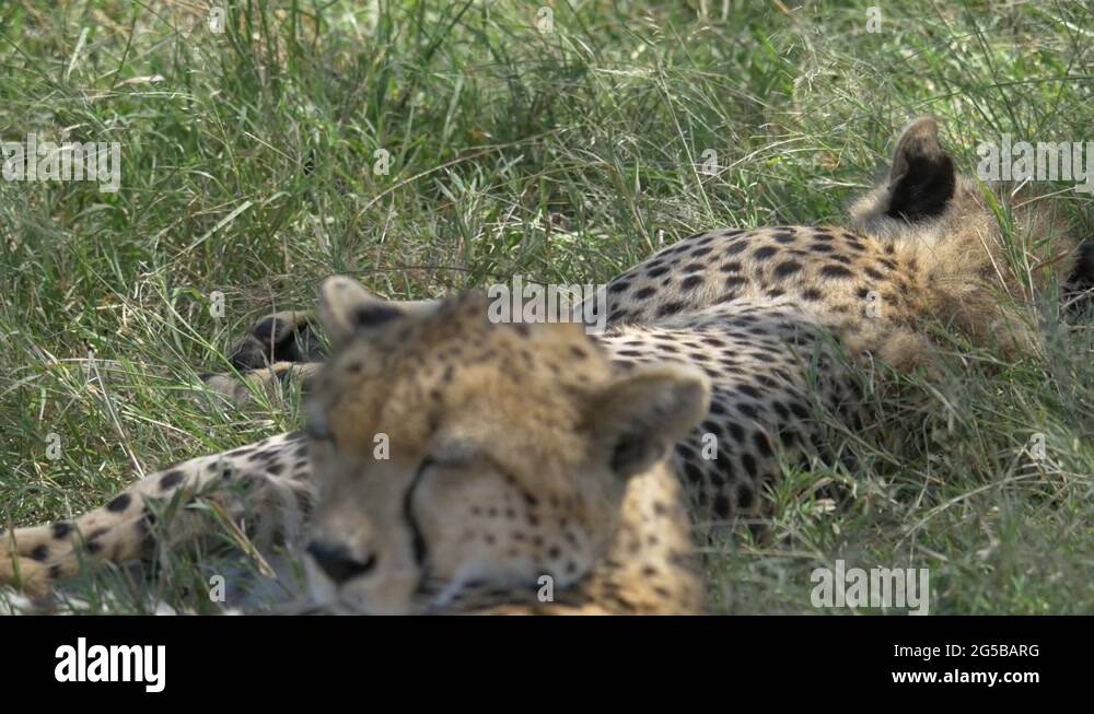 Sleeping cheetahs Stock Videos & Footage - HD and 4K Video Clips - Alamy