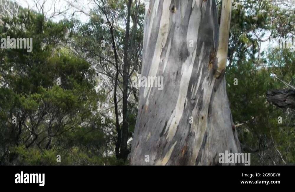 Eucalyptus tree roots Stock Videos & Footage - HD and 4K Video Clips ...