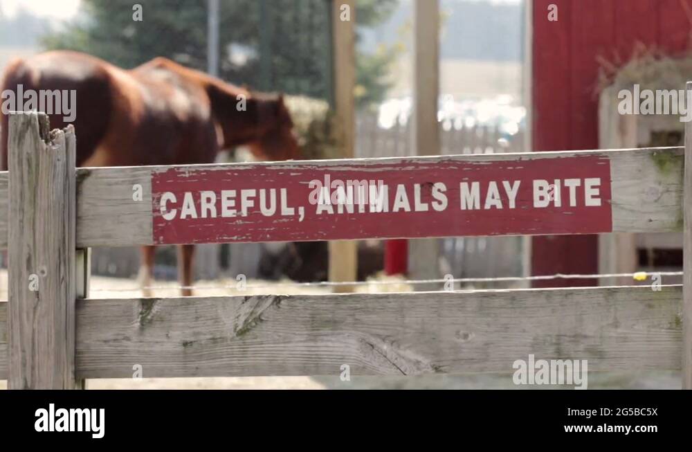 Horse bite Stock Videos & Footage - HD and 4K Video Clips - Alamy