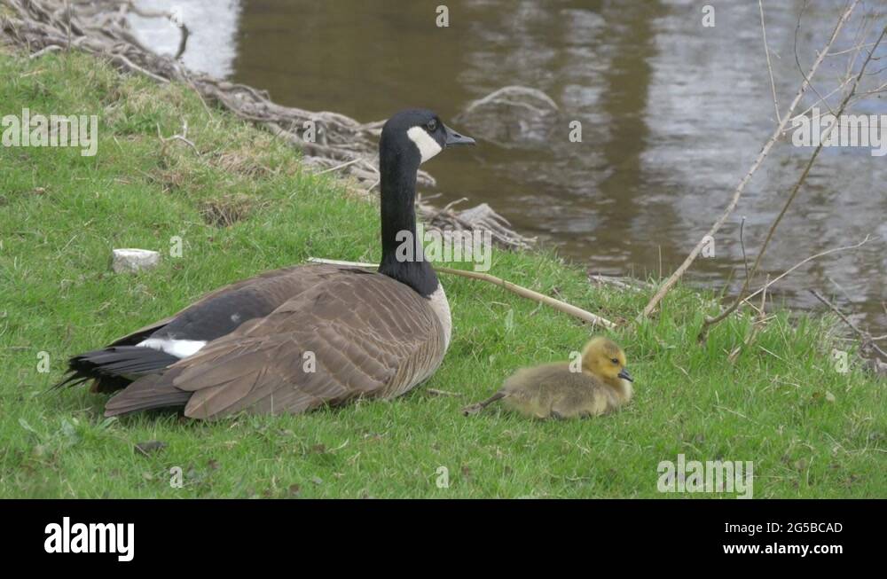 Gosling bird Stock Videos & Footage - HD and 4K Video Clips - Alamy