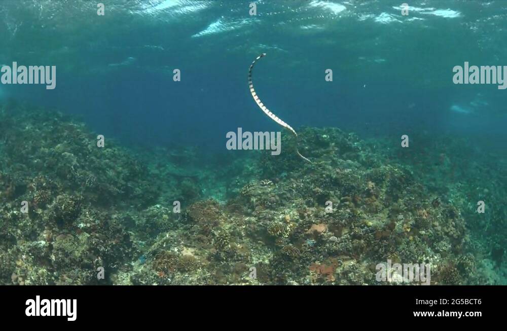 Sea snake on a coral reef with plenty fish 4k Stock Video Footage - Alamy