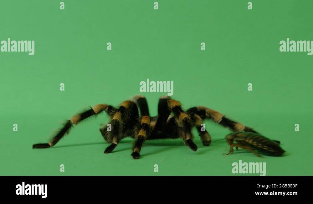 Cockroach Escaping Tarantula Spider On Green Screen Crawling Prey 1 ...