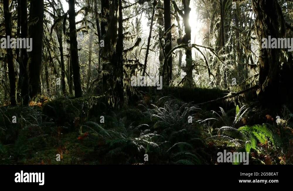 Rainforest rain forest Stock Videos & Footage - HD and 4K Video Clips ...