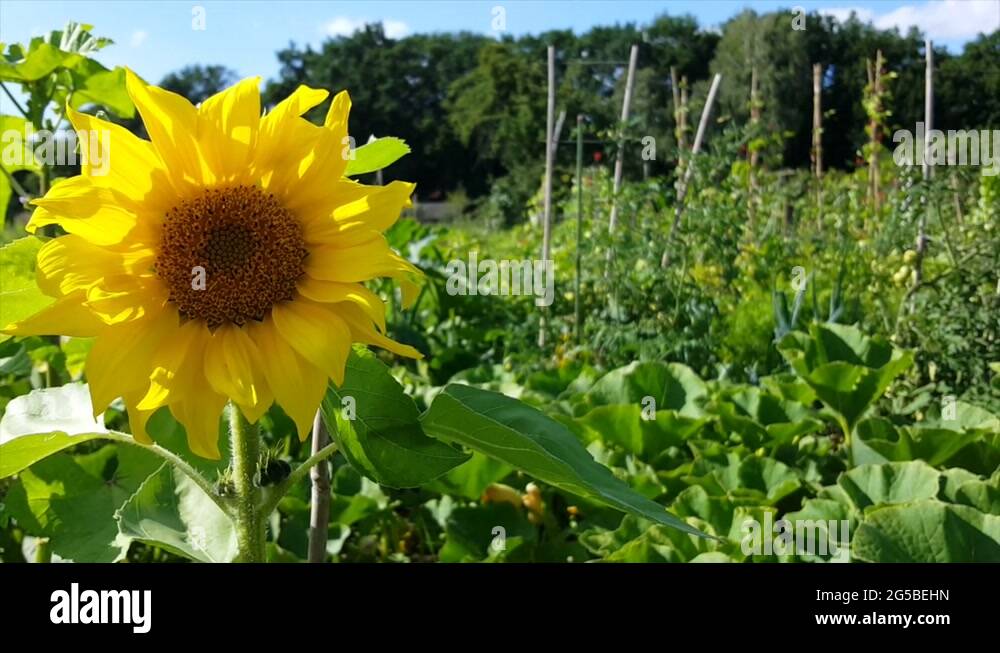 Sunflower leaf structure Stock Videos & Footage - HD and 4K Video Clips ...