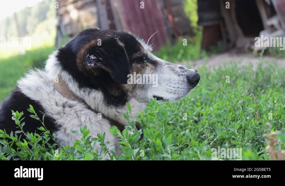 Old exhausted dog with bitten flies and rotten ears is leaning on the ...
