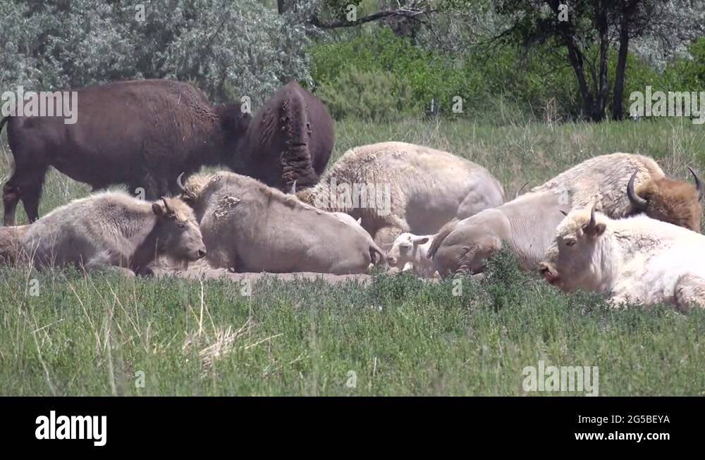 White bison or buffalo Stock Videos & Footage - HD and 4K Video Clips ...