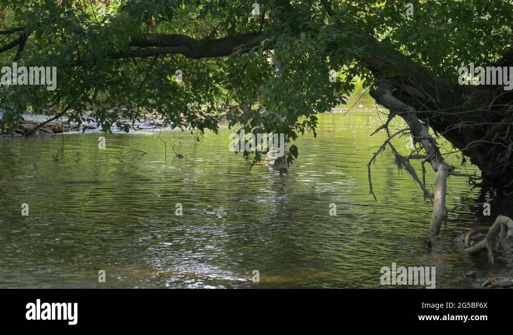 Tree leaning over water Stock Videos & Footage - HD and 4K Video Clips ...
