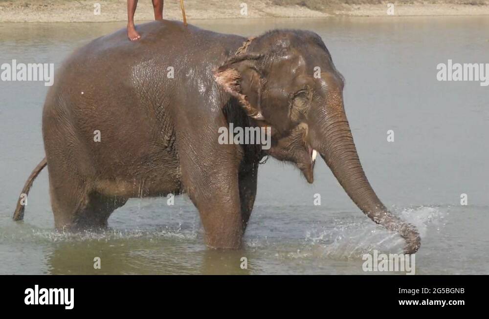 Elephant spraying water Stock Videos & Footage - HD and 4K Video Clips ...