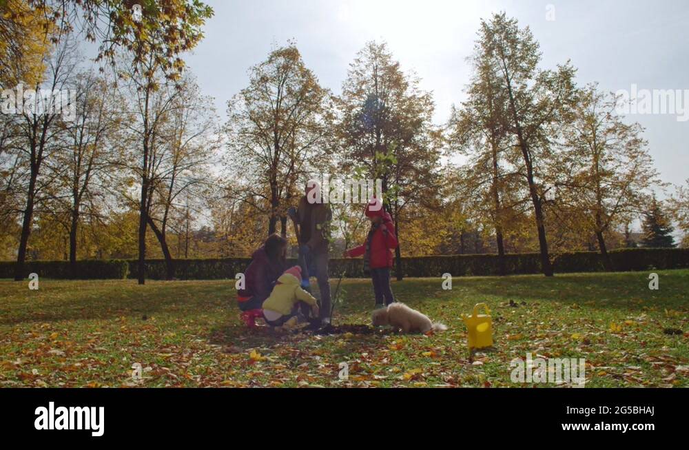 Planting family tree Stock Videos & Footage - HD and 4K Video Clips - Alamy
