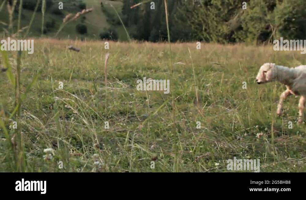 Quality lamb Stock Videos & Footage - HD and 4K Video Clips - Alamy