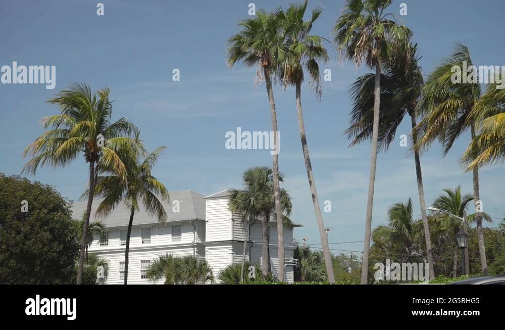 Palm trees waving Stock Videos & Footage - HD and 4K Video Clips - Alamy
