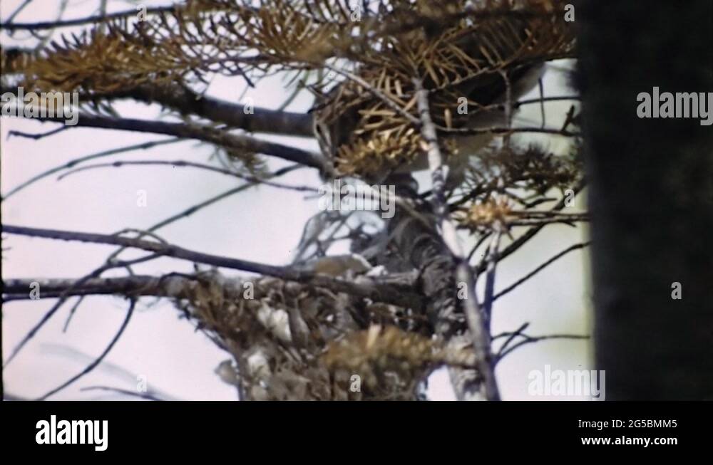 1950s Bird Builds Making Nest High In Tree Nesting Instinct Vintage ...