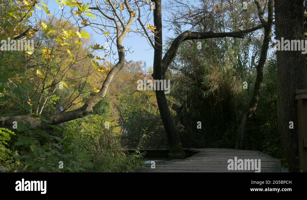 Tree branch bridge Stock Videos & Footage - HD and 4K Video Clips - Alamy