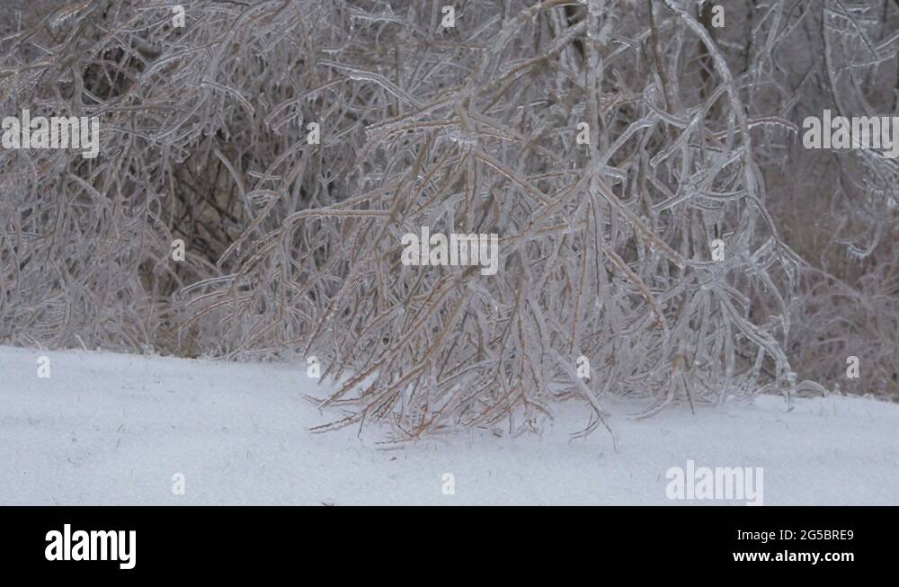 Frozen tree Stock Videos & Footage - HD and 4K Video Clips - Alamy