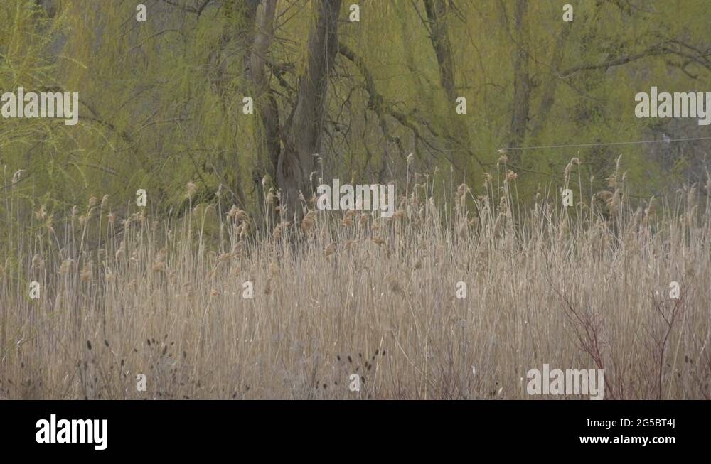 Dried vegetation Stock Videos & Footage - HD and 4K Video Clips - Alamy