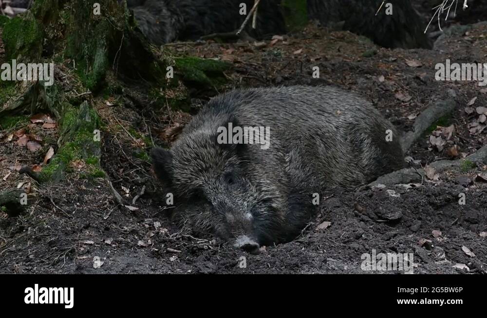 Wild boars sleeping in the forest Stock Videos & Footage - HD and 4K ...