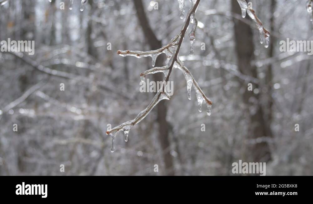 Tree twig Stock Videos & Footage - HD and 4K Video Clips - Alamy