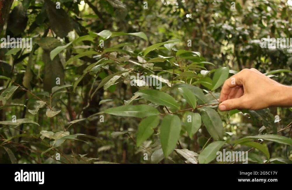 Cocaine tree Stock Videos & Footage - HD and 4K Video Clips - Alamy Cocaine tree Stock Videos & Footage - HD and 4K Video Clips - Alamy
