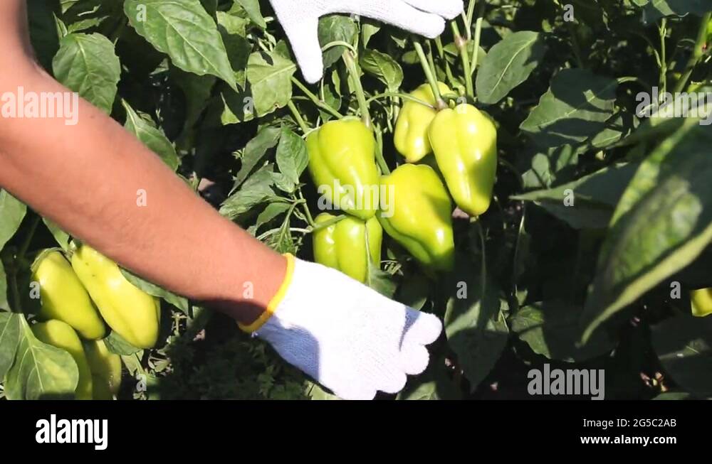 Rude vegetable Stock Videos & Footage - HD and 4K Video Clips - Alamy