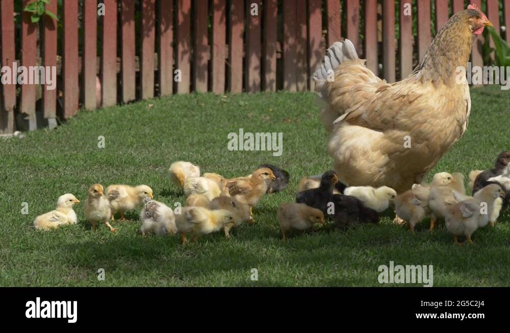 Hen with chickens Stock Videos & Footage - HD and 4K Video Clips - Alamy