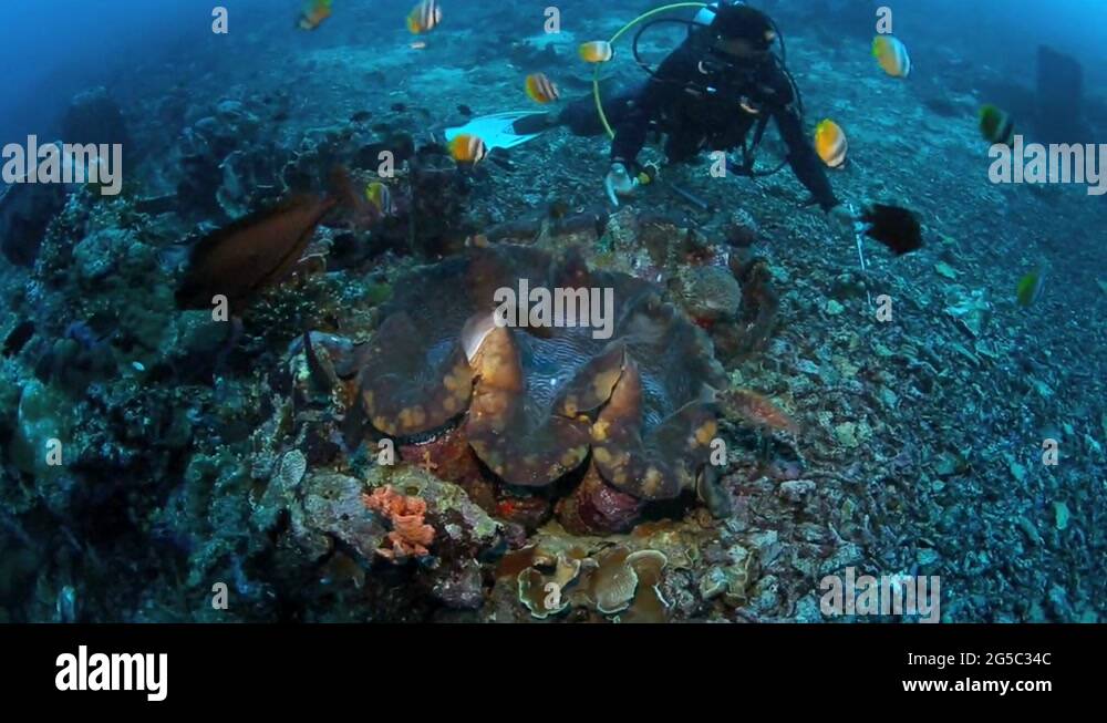 Giant clam and scuba diver Stock Videos & Footage - HD and 4K Video ...