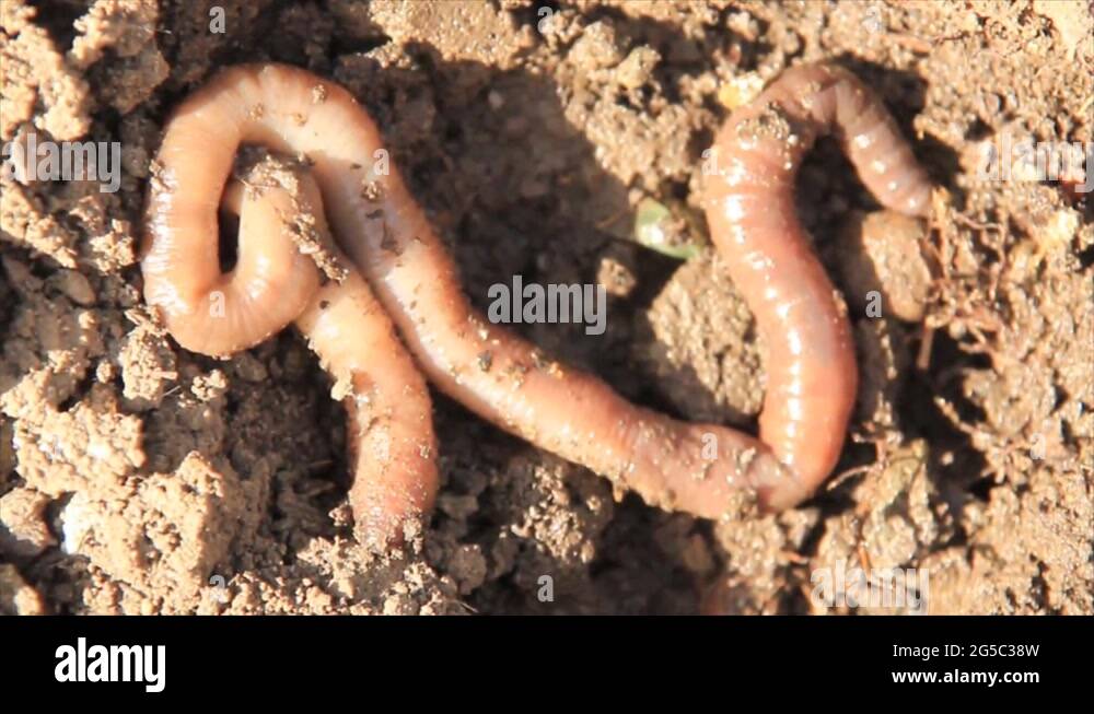 Fat earthworm Stock Videos & Footage - HD and 4K Video Clips - Alamy