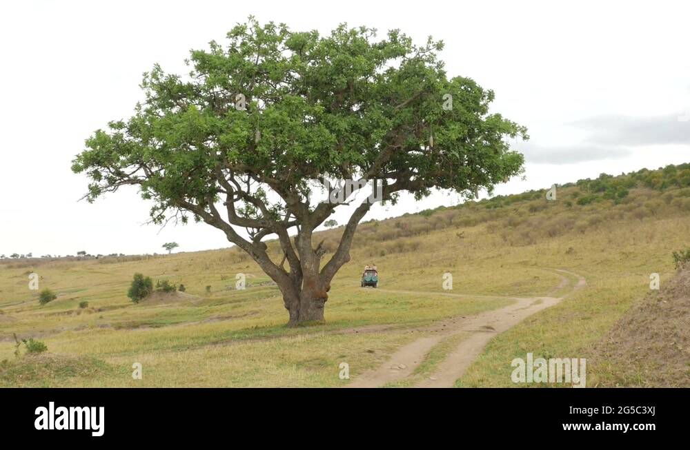 Safari tree Stock Videos & Footage - HD and 4K Video Clips - Alamy