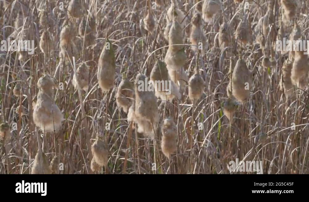 Reed field Stock Videos & Footage - HD and 4K Video Clips - Alamy